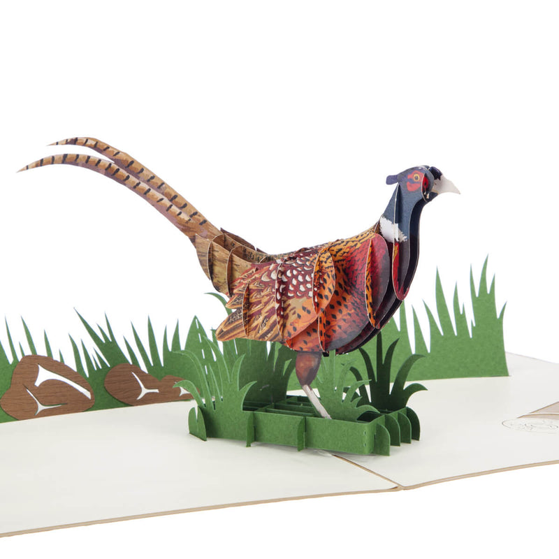 Pheasant Pop Up Card, Shooting Gifts, Shooting Cards | cardology.co.uk ...